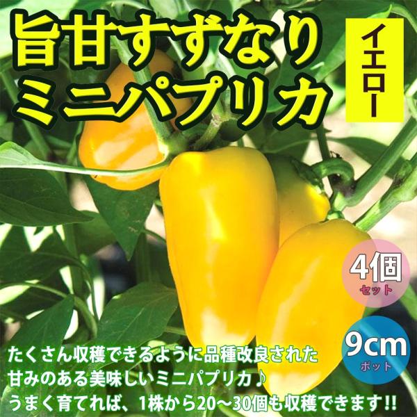 実を小さくし、1株から沢山収穫できるように品種改良されたミニパプリカです。完熟すると美しい黄色になる甘みのある美味しいミニパプリカです。背丈は低めで、6号鉢ぐらいの鉢植えでコンパクトに育てることも可能。畑植えにすると背丈は80〜100cm程...