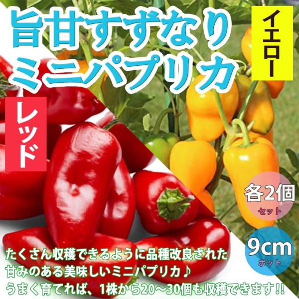 実を小さくし、1株から沢山収穫できるように品種改良されたミニパプリカです。完熟すると美しい色になる甘みのある美味しいミニパプリカです。背丈は低めで、6号鉢ぐらいの鉢植えでコンパクトに育てることも可能。畑植えにすると背丈は80〜100cm程度...