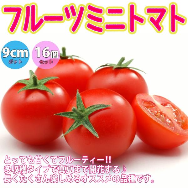 甘くてフルーティーな多収穫タイプのフルーツミニトマト!糖度が上がりやすく最高糖度は10度にもなる。(糖度は育て方や季節により変化します)食味に優れ、果実は濃赤色で光沢があります。低段から安定して糖度が高く、緻密な肉質で、果重は15〜20gで...