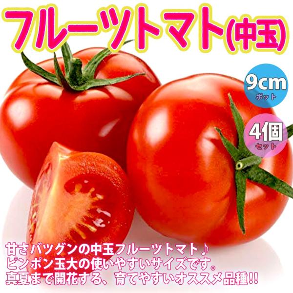 新感覚!!甘さ抜群、フルーツ感覚の中玉フルーツトマト!糖度が上がりやすく最高糖度は8〜10度にもなる。(糖度は育て方や季節により変化します)比較的低温期から安定着果し、真夏まで開花結実しやすく育てやすい品種です。平均1果重は40〜50g位で...