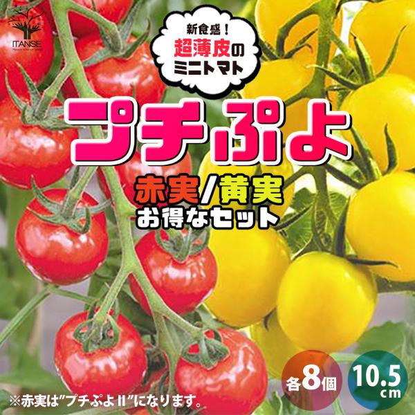 プチぷよIIもプチぷよ黄色実も楽しめる2色セット！どちらにするか迷った場合にオススメ！赤ちゃんのポッペのように皮がプヨプヨに柔らかい、新食感ミニトマト!!皮が薄すぎて、青果市場ルートでは流通できないので、自分で育てて作るしかないプレミアムミ...