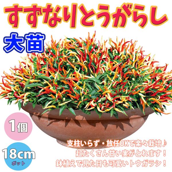 支柱いらず・放任で楽々、超たくさん甘い実がとれる！完熟した赤い実も辛味がなくてフルーティー！サラダの彩りにもGood！1株から約200本程度の収穫可能な多収穫タイプです。実色は緑→黄色→オレンジ→赤色と変化していきます。実は、株の中心に集ま...