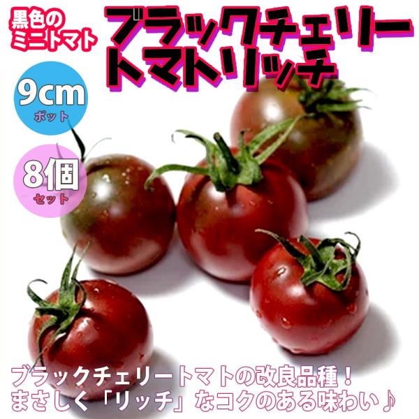 名前の通りまさしく「リッチ」な食味のブラックチェリートマトの改良品種です。外皮中身ともに濃いブラウン色で果重15〜20g。味が濃く、コクもあり風味抜群！サラダだけでなく炒めたり煮込んだりと様々な料理で活躍します。畑でも鉢植えでも栽培可能。鉢...