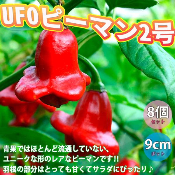 ユニークな形のユーフォーピーマンです。青果流通はあまりないので、自分で作る家庭菜園の醍醐味が味わえるレア品種です。直径7センチ位で、3〜4個の平たい羽根がついています。羽根の部分は甘く、サラダなど生食向き。一般のピーマンと同じように栽培しま...
