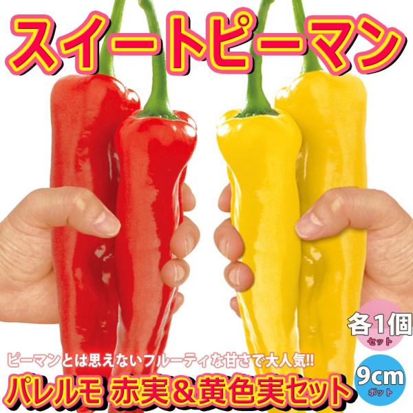 驚きの甘さとフルーティーな香り!簡単に普通のパプリカより沢山とれる!ピーマンとは思えないフルーティな甘さで大人気!!実のサイズは超大型ですが沢山収穫できます!!加熱調理すると旨味が増します!!多収穫タイプです。通常のパプリカより沢山なります...