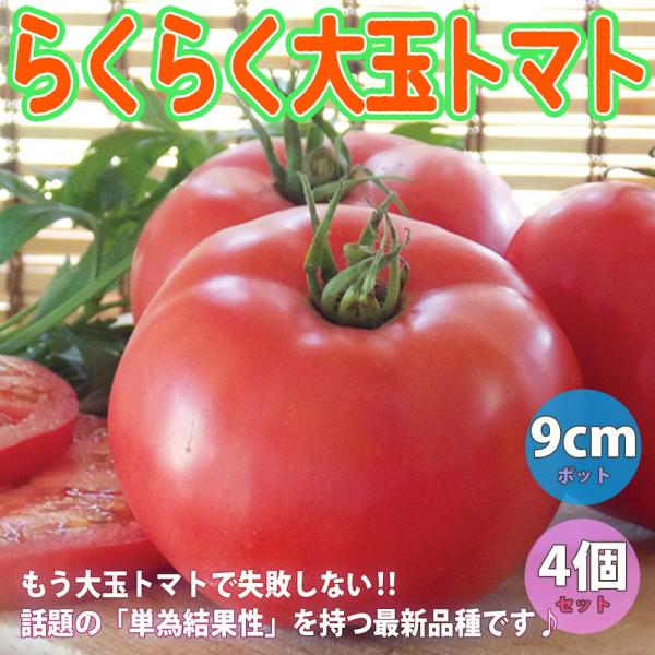 大玉トマトは栽培が難しいという常識を覆す、らくらく栽培できる最新品種。受粉しなくても結果する単為結果性(たんいけっかせい)を持った品種です!トマトトーン等のホルモン処理の必要が無く、段とび無く連続着果します。畑でも野菜用大型プランターでも栽...