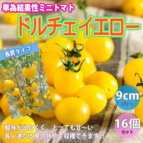 イエローミニトマトは酸味が出にくく甘みを強く感じて食味良好です。薄皮で皮が口に残らず、糖度はおおよそ9度程度まで上がる甘いミニトマト品種!(糖度は栽培方法等により変わります)受粉しなくても実が生る単為結果性(たんいけっかせい)を持った品種で...