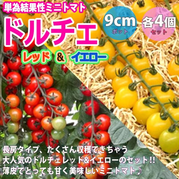 薄皮で皮が口に残らず、糖度はおおよそ9度程度まで上がる甘いミニトマト品種!(糖度は栽培方法等により変わります)受粉しなくても実が生る単為結果性(たんいけっかせい)を持った品種です!トマトトーン等のホルモン処理の必要が無く、虫が来ないマンショ...