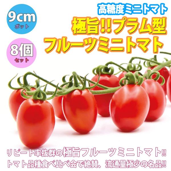 種苗会社のトマト品種食べ比べ会や種を買われたお客様のレビューで抜群の高評価を得ている隠れた名品です!酸味と甘みのバランスがとても良く、実際の糖度以上に甘く感じます。実の大きさは1株のなかでも多少バラつき大小が出る為、青果流通している生産者は...