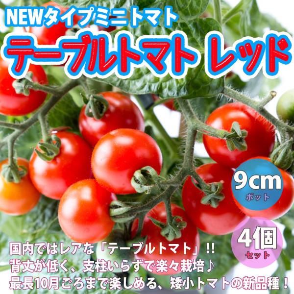テーブルトマトの人気が高いヨーロッパで育種された、日本ではまだほとんど販売されていない立ち性テーブルタイプ矮性ミニトマトの新品種です!楽々多収穫!実の先が少しとがっているので縦に切るとかわいいハート型になります。(先がとがらない丸い実も混ざ...