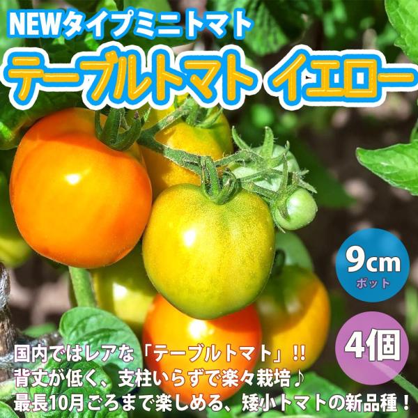 テーブルトマトの人気が高いヨーロッパで育種された、日本ではまだほとんど販売されていない立ち性テーブルタイプ矮性ミニトマトの新品種です!楽々多収穫!実の先が少しとがっているので縦に切るとかわいいハート型になります。(先がとがらない丸い実も混ざ...