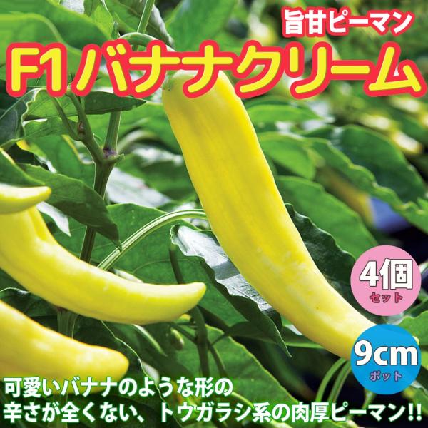 可愛いバナナのような形の肉厚品種です!辛さがまったくないトウガラシ系のピーマンで甘みがありバナナのような色と形をしています。【検索キーワード】野菜苗 ガーデニング 家庭菜園 ベランダ 露地栽培 簡単栽培 農園 天然 庭植え 新鮮 旬 収穫 ...