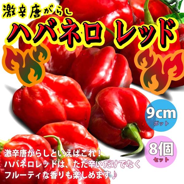 メキシコのユカタン半島が原産とされ、世界中でも有名な激辛トウガラシ!!ただ辛いだけではなくフルーティな香りをもつのも特徴です!!育て方は難しくありません、普通のとうがらし品種に準じます。【検索キーワード】トウガラシ苗 とうがらし苗 唐辛子苗...