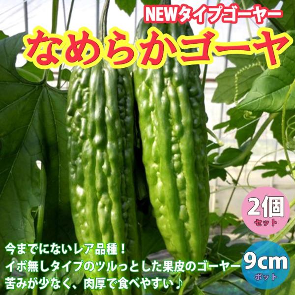 青果物としての流通はまだほとんど無く、家庭菜園で作るしかないレア品種です。今までにないイボ無しタイプのツルっとしたなめらかな果皮のゴーヤーで、果肉は苦味が少なくあっさりとした食味です。一般的なゴーヤ品種より成り始めの開花段が低く、収穫量も多...