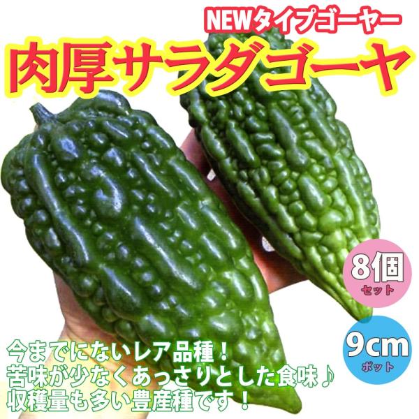 青果物としての流通はまだほとんど無く、家庭菜園で作るしかないレア品種です。今までにないイボ無しタイプのツルっとしたなめらかな果皮のゴーヤーで、果肉は苦味が少なくあっさりとした食味で収穫量も多い豊産種です。なめらかゴーヤーより太短い果形で苦み...