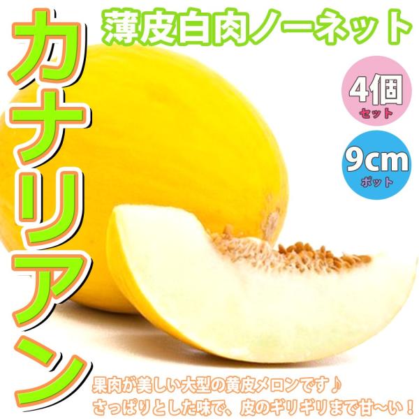 果型の美しい大型黄皮メロン、作りやすく、品質最高！果肉はまろやかなさっぱりした甘みで皮の近くまで甘い。果皮は美しい濃黄色で、果肉は白色、甘い香りを持つ。果重は1〜1.3kgの豊円型、肉巾4cm前後で厚く、糖度は15度程度。食味は歯ざわりも良...