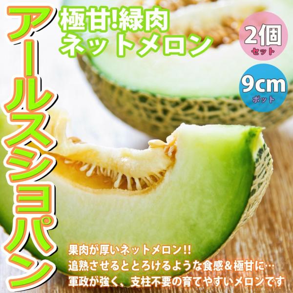 草勢強く、栽培が容易。玉伸びもよく、果肉が厚いネットメロン！追熟させるととろけるような食感で極甘、甘い香りを持つ。果重は1.6〜1.7kgの豊円型、肉巾4.2cm前後で厚く、糖度は16〜17度程度。草勢が強く、育てやすい。熟期は着果後約57...