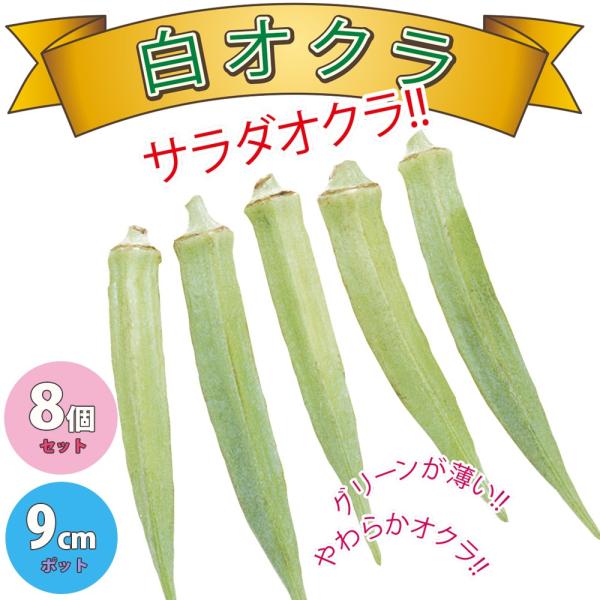 果色は白〜淡緑色の珍しい”白オクラ”通常のオクラに比べて莢が柔らかく、スジが入りにくい品種。また粘りが強く、アクが少ないので、サラダなど生食としても美味しい。【検索キーワード】オクラ苗 おくら苗 野菜苗 人気 夏野菜 春植え 夏植え ガーデ...