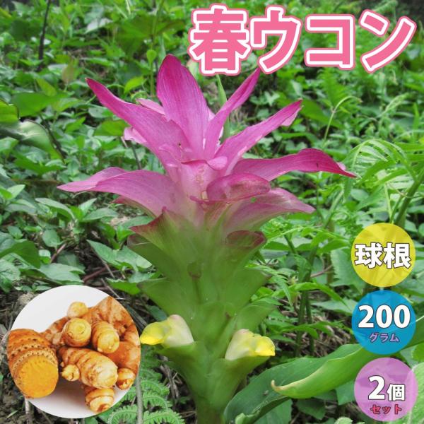 ショウガ科の植物で、クルクミンをはじめ、天然ミネラルが豊富に含まれています。プランターでも簡単に栽培・収穫可能！学名：Curcuma aromatica Salisbury別名：姜黄(キョウオウ)?根茎はレモン色に近い綺麗な黄色で、夏にピン...