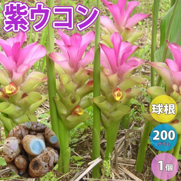 ショウガ科の植物で、天然ミネラルが豊富に含まれています。プランターでも簡単に栽培・収穫可能！学名：Curcuma zedoaria Roscoe別名：莪朮(ガジュツ)根茎はレモン色に近い綺麗な黄色で、夏にピンクの花を咲かせます。食べると辛味...