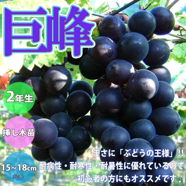 巨峰は、甘みが強く、酸味が少なく、香り・果汁が多く「ぶどうの王様」と呼ばれています。果皮は紫黒色で、粒は10〜15gくらいと大きい。長年に渡り、人気がある品種です。耐病性・耐寒性・耐暑性が強く初心者の方にもオススメの品種です。【検索キーワー...