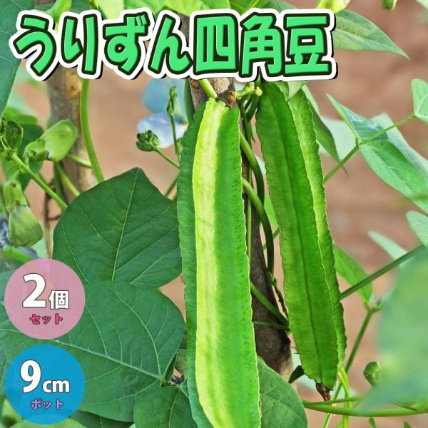 四角豆の中でも日長に鈍感で長日期でも開花し、いわゆる早出しに有利な品種。莢に4枚のヒダがある珍しい莢豆。シャキッとした食感で、莢インゲンと同じ様に茹でたり、天ぷら、炒め物などに利用する。若さや、完熟種子、新芽、塊根を食用として、ほとんど捨て...