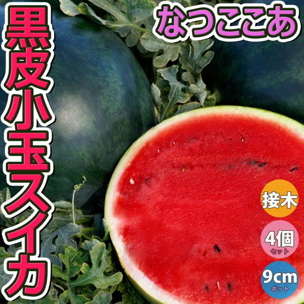 なつここあは、ウルミ果(肉質悪変化)や裂果に強く、空洞が出にくく、高温期の栽培において、抜群の安定感があります！また、過肥大せずに2〜2.5kgになりやすく、秀品率が高いので、初めてのスイカ栽培にはオススメの品種！【検索キーワード】スイカ苗...