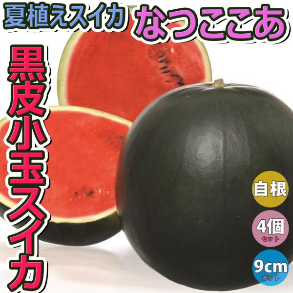 なつここあは、ウルミ果(肉質悪変化)や裂果に強く、空洞が出にくく、高温期の栽培において、抜群の安定感があります！また、過肥大せずに2〜2.5kgになりやすく、秀品率が高いので、初めてのスイカ栽培にはオススメの品種！【検索キーワード】スイカ苗...