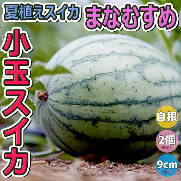 真夏の暑さや梅雨の湿気に強く開花結実しやすい強健な品種です！夏に植えて秋に収穫が楽しめる、楽しめる、シャリシャリとした食感が魅力の品種！実の大きさは2.5kg程で、果肉の色は桃紅色。果皮は薄く、空洞が少ない。秀品率が高く裂果も少ない品種！【...