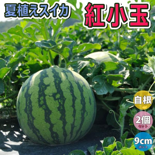 真夏の暑さや梅雨の湿気に強く開花結実しやすい強健な品種です！夏に植えて秋に収穫が楽しめる、シャリシャリとした食感が魅力の品種！実の大きさは2kg程で、果肉の色は桃紅色。糖度は12度前後で、舌触りがよく、さわやかな甘味と風味の美味しい品種です...