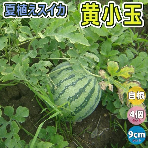 真夏の暑さや梅雨の湿気に強く開花結実しやすい強健な品種です！夏に植えて秋に収穫が楽しめる、シャリシャリとした食感が魅力の品種！実の大きさは2.5kg程で、果肉の色は黄色。糖度は12度程で、日照不足でも開葯しやすい品種！【検索キーワード】スイ...