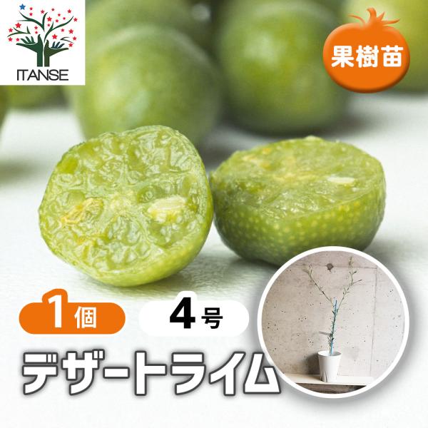 オーストラリア原産の柑橘類で、直径2cm程で重さは1〜3g。果皮は熟すと明るい黄緑色になり、薄皮で皮をむく必要はないです。果実はライムに似た味です。樹形はオリーブのような細葉で観賞用としても人気があります。耐暑性・耐寒性・耐乾性があり、とて...