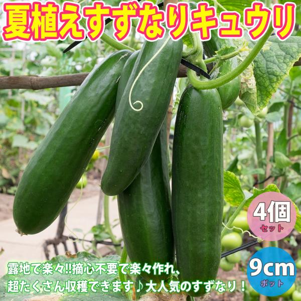 真夏の暑さや梅雨の湿気、秋の日照時間の短い季節や、弱光線でも開花結実しやすい強健な品種です！露地で楽々作れ、摘芯(てきしん)しなくても超たくさん実がとれる！しっかり作ると1株から100本以上収穫できる!?【検索キーワード】キュウリ苗 きゅう...