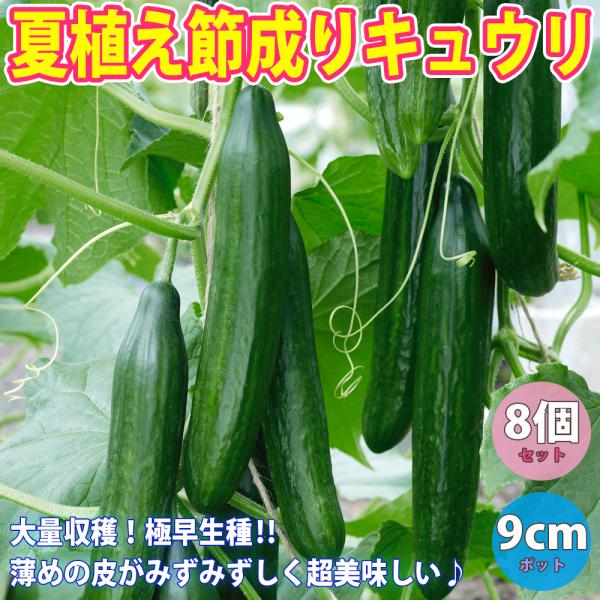 真夏の暑さや梅雨の湿気、秋の日照時間の短い季節や、弱光線でも開花結実しやすい強健な品種！本当に良く成り、主枝・側枝共に雌花率90〜100％とほぼ完全節成のキュウリ。果実肥大も早い極早生品種で極めて多収です。また果皮が薄くみずみずしさがあり、...