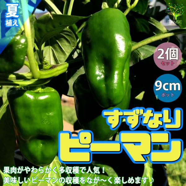 真夏の暑さや梅雨の湿気、秋の日照時間の短い季節や、弱光線でも開花結実しやすい強健な品種です！果肉がやわらかく多収穫で人気！耐暑性があり、10月頃まで収穫が楽しめます！【検索キーワード】ピーマン苗 ぴーまん苗 パプリカ ぱぷりか 野菜苗 人気...