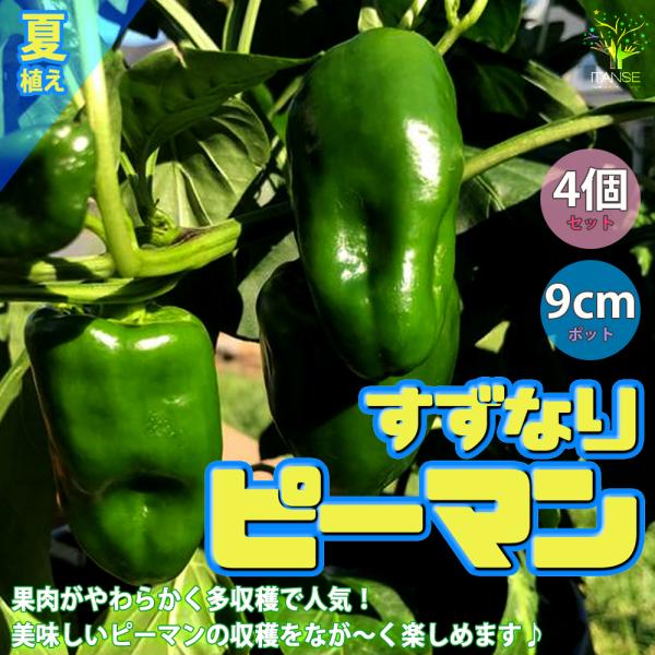 真夏の暑さや梅雨の湿気、秋の日照時間の短い季節や、弱光線でも開花結実しやすい強健な品種です！果肉がやわらかく多収穫で人気！耐暑性があり、10月頃まで収穫が楽しめます！【検索キーワード】ピーマン苗 ぴーまん苗 パプリカ ぱぷりか 野菜苗 人気...