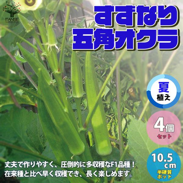 真夏の暑さや梅雨の湿気、秋の日照時間の短い季節や、弱光線でも開花結実しやすい強健な品種です！丈夫で作りやすく、圧倒的に多収穫!!在来種と比べ早く収穫でき、分枝力旺盛で収量が非常に多いオクラです。オクラは栄養価が高く、様々な料理に合います！採...