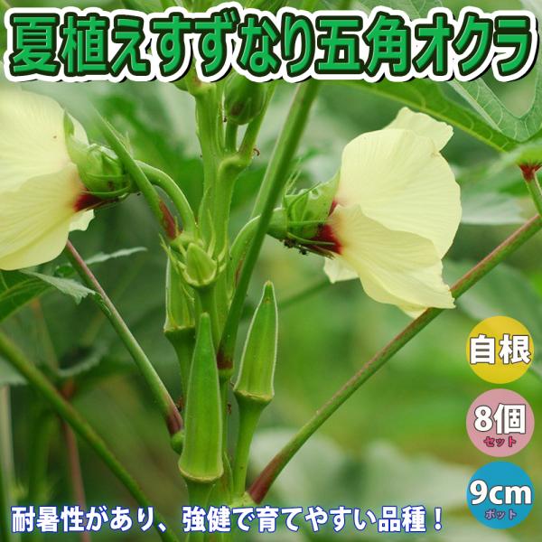 真夏の暑さや梅雨の湿気、秋の日照時間の短い季節や、弱光線でも開花結実しやすい強健な品種です！丈夫で作りやすく、圧倒的に多収穫!!在来種と比べ早く収穫でき、分枝力旺盛で収量が非常に多いオクラです。オクラは栄養価が高く、様々な料理に合います！採...