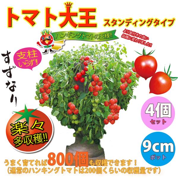 ハンギングトマトの王様！「トマト大王」に、鉢植え向きの"スタンディング(立ち性)タイプ"新登場！わき枝がしだれすぎず、直立性があるので、より管理が楽になりました。収穫量、育て方等は今までのトマト大王と同じです。楽々多収穫！実の先が少しとがっ...