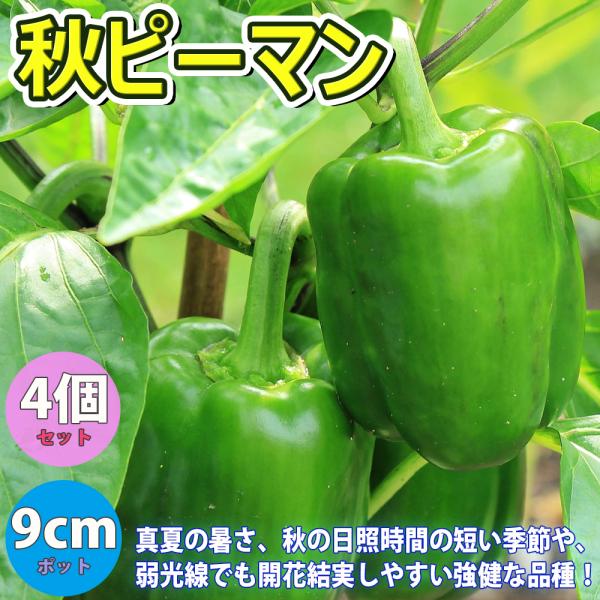 真夏の暑さや梅雨の湿気、秋の日照時間の短い季節や、弱光線でも開花結実しやすい強健な品種です！果肉がやわらかく多収穫で人気！耐暑性があり、10月頃まで収穫が楽しめます！【検索キーワード】ピーマン苗 ぴーまん苗 パプリカ ぱぷりか 野菜苗 人気...
