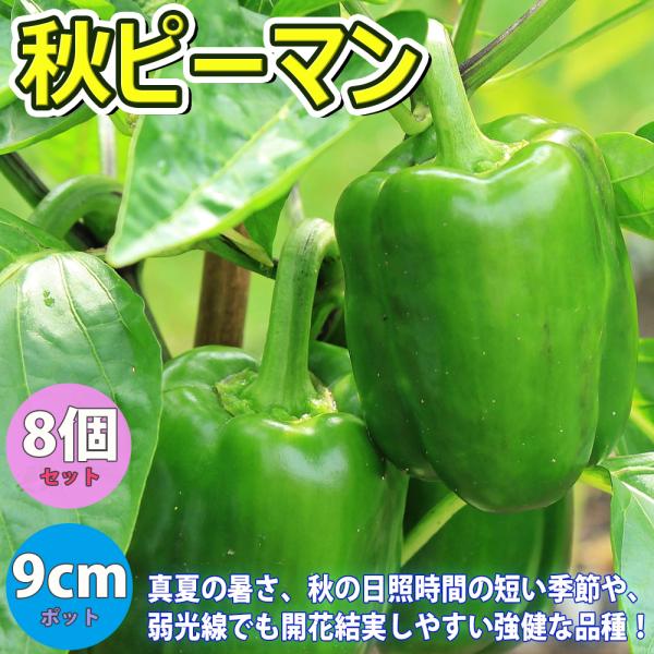 真夏の暑さや梅雨の湿気、秋の日照時間の短い季節や、弱光線でも開花結実しやすい強健な品種です！果肉がやわらかく多収穫で人気！耐暑性があり、10月頃まで収穫が楽しめます！【検索キーワード】ピーマン苗 ぴーまん苗 パプリカ ぱぷりか 野菜苗 人気...