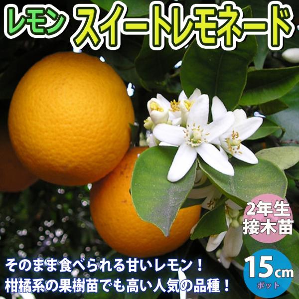 手で皮がむけ、そのまま食べられる甘いレモン！実つきもよく、作りやすい甘いレモン！鉢植えにしてベランダ栽培も可能！学名：Citrus limonタイプ：ミカン科ミカン属樹高：2〜3m(剪定により調整可能)収穫時期：11月〜2月頃果実の大きさ：...