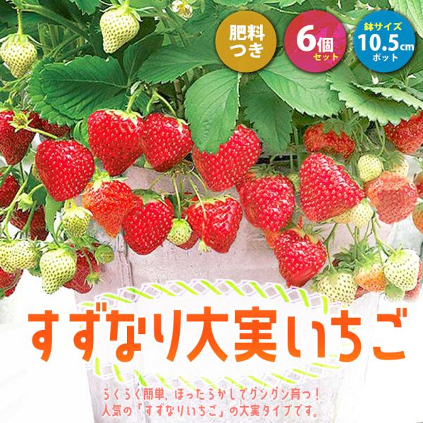 ★人気の「すずなりいちご」に大実タイプ新登場!!四季成り性で収穫期間が長く高糖度で、家庭菜園でもしっかりとれる！甘くて香り抜群で育てやすくて沢山成る大実いちごです！「甘味」「酸味」「風味」が揃って果実の形がよく、中は赤く、甘味と酸味のバラン...