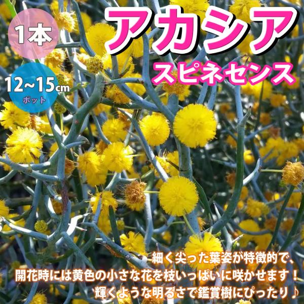 アカシア スピネセンスは、アカシアと思えないような細くとがった繊細な葉が特徴です。春にかわいい黄色の花を枝いっぱいに咲かせます。樹高は1.5mくらいとアカシアの中でも矮性タイプで、シャープ感があり直立したブッシュ状の独特な樹形となります。近...