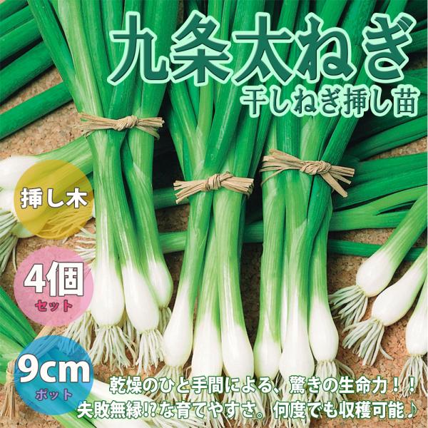 干し葱はネギを一か月ほど干からびさせたものです。干すことで成長が早まり、根っこの生育が良くなります。本品はそのひと手間がすでに施された九条干しねぎをポットに植えて発根させたものです。あとは鉢や畑に植えて収穫するだけです。驚きの生命力です!!...