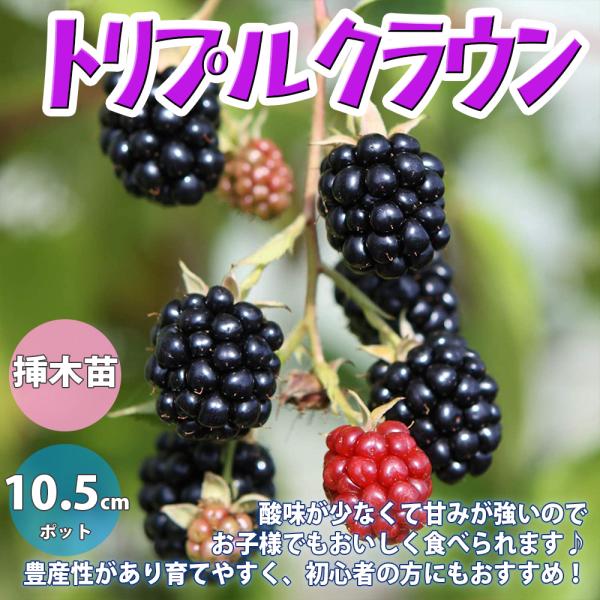 ベリーは、傷みやすいので、流通しているのはほとんどが冷凍です。自分で育てた採れたてを食べれるのは家庭菜園の醍醐味です。収穫後、2〜3日は生食出来ますが、それ以降は冷凍保存かジャムなどに加工してください。トゲがなく大粒の実が特徴のトリプルクラ...