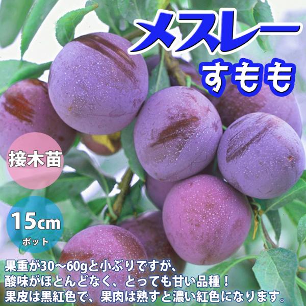 果重が30〜60gと小ぶりですが、酸味がほとんどなく、とっても甘い品種！果皮は黒紅色で、果肉は熟すと濃い紅色になります。自家結実性がありますので、1本で植えても実はつきますが、他の受粉樹と一緒に植えるとさらに実付きが良くなります。栽培適地が...