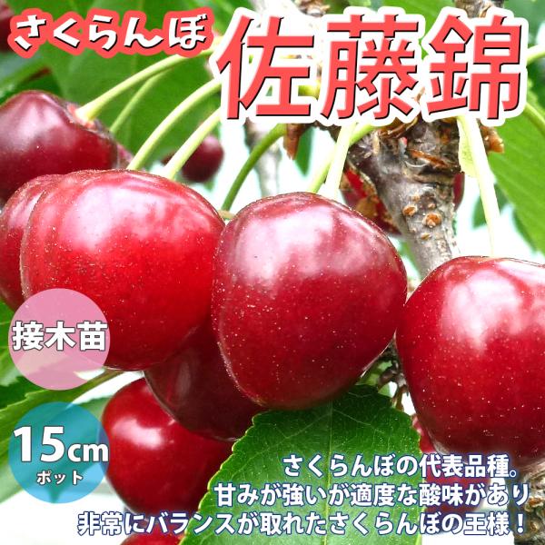 さくらんぼ＝佐藤錦と言われるさくらんぼの代表品種。甘みが強いが適度な酸味があり非常にバランスが取れたさくらんぼの王様！1種類では結実しませんので、高砂やナポレオンなどの他品種を近くに植えてください。さくらんぼは繊細な果物ですので、輸送時の温...