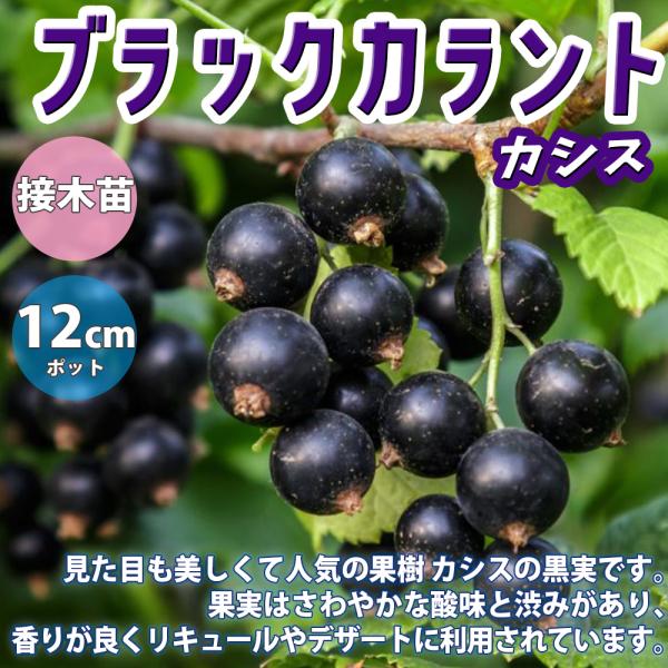 人気果樹カシスの黒実です。別名を黒房スグリと呼ばれるポリフェノール(抗酸化物質)が豊富に含まれており注目されています。果実はさわやかな酸味と渋みがあり、香りが良くリキュールやデザートに利用されています。見た目も美しいので、切り花などにも利用...