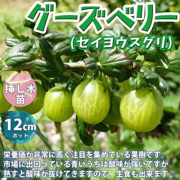 栄養価が非常に高く注目を集めている果樹です。市場に出回っている青いうちは酸味が強いですが、熟すと酸味が抜けてきますので、生食も出来ます。主にはジャムやデザートに使用します。料理にも良く合い、アヒルなどの鶏肉系のソースとの相性は抜群です。極端...